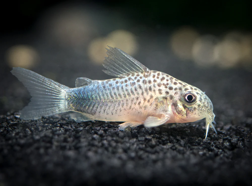 Similis Cory Catfish (Corydoras similis) - NFC Live