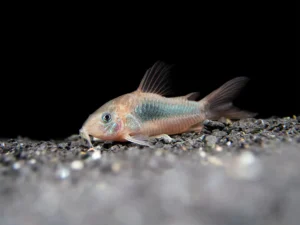 Orange Venezuelan Cory Catfish (Corydoras aeneus "Venezuela") - NFC Live