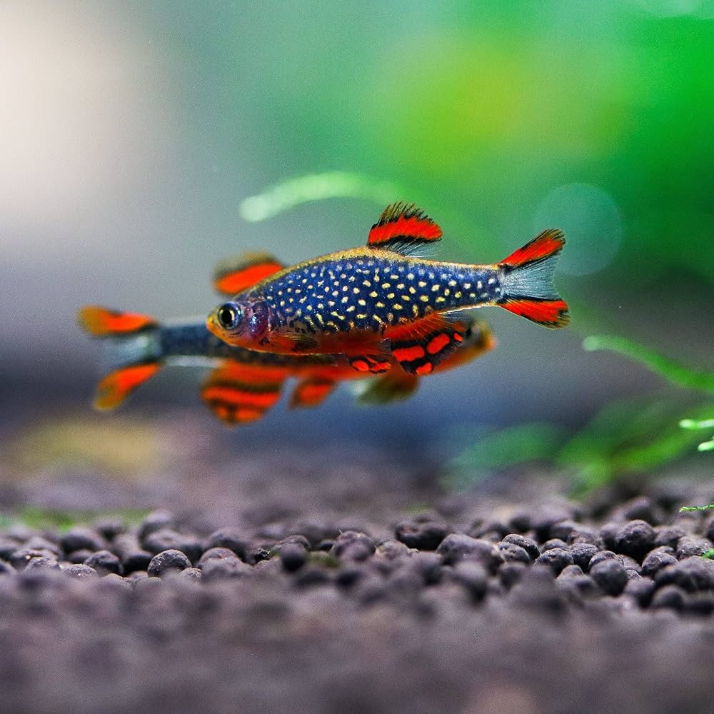 Nano Fish Corner – Your Premier Aquarium Shop in Sri Lanka