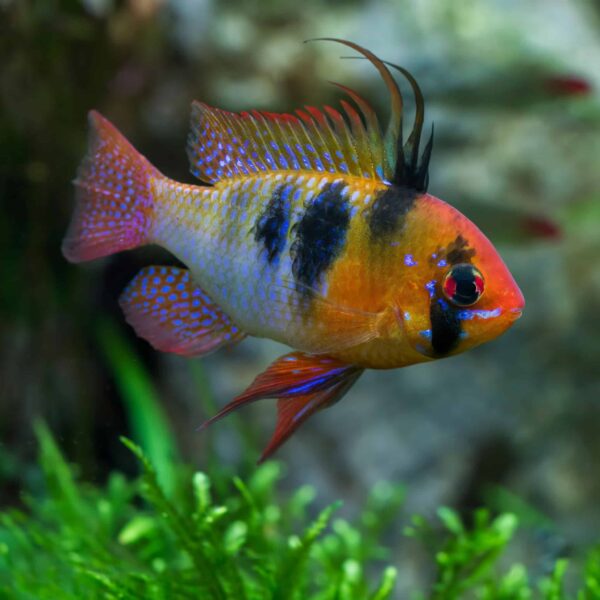 Nano Fish Corner – Your Premier Aquarium Shop in Sri Lanka